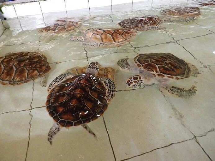 Visit Turtle Island Tanjung Benoa, Bali - Hotel Nikko Bali
